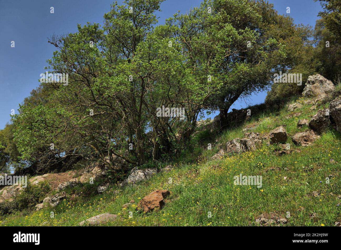 View of the Big Jupta the Golan Heights, pit crater in Odem Forest ...