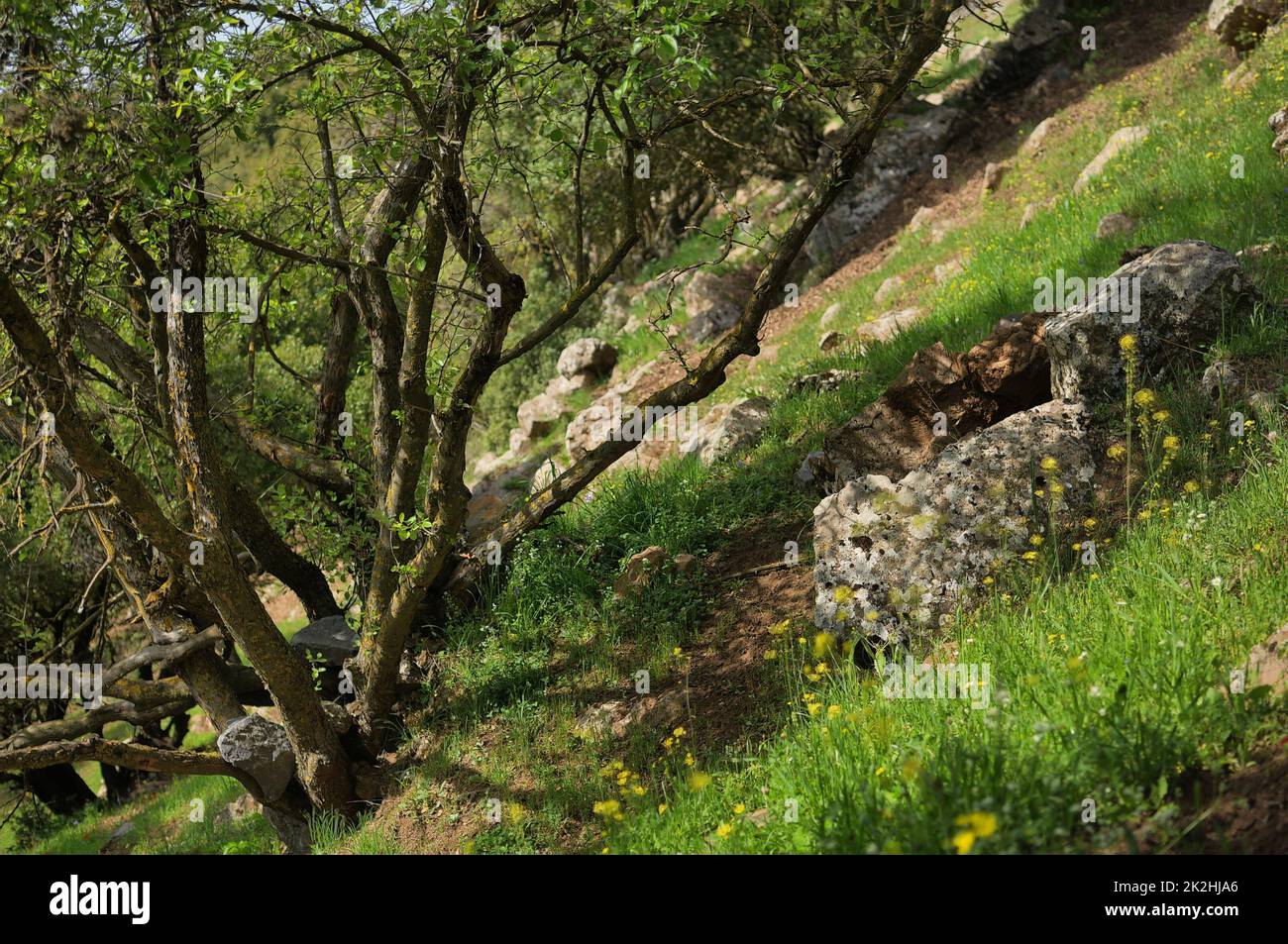 View of the Big Jupta the Golan Heights, pit crater in Odem Forest ...