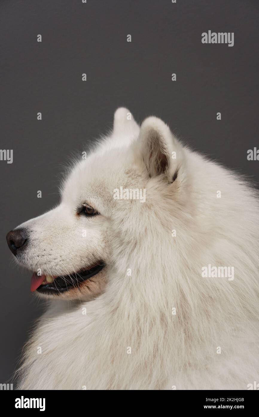 Portrait of beautiful Samoyed dog Stock Photo - Alamy