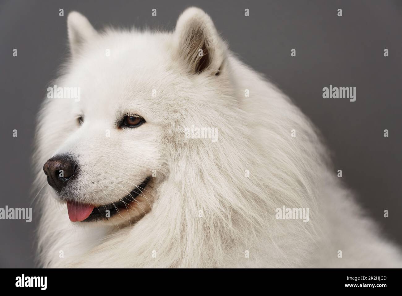 Portrait of beautiful Samoyed dog Stock Photo - Alamy