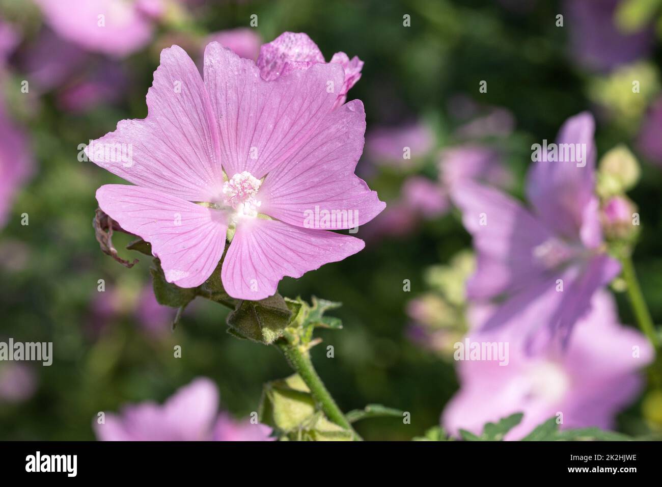 Common mallow, Malva sylvestris Stock Photo - Alamy