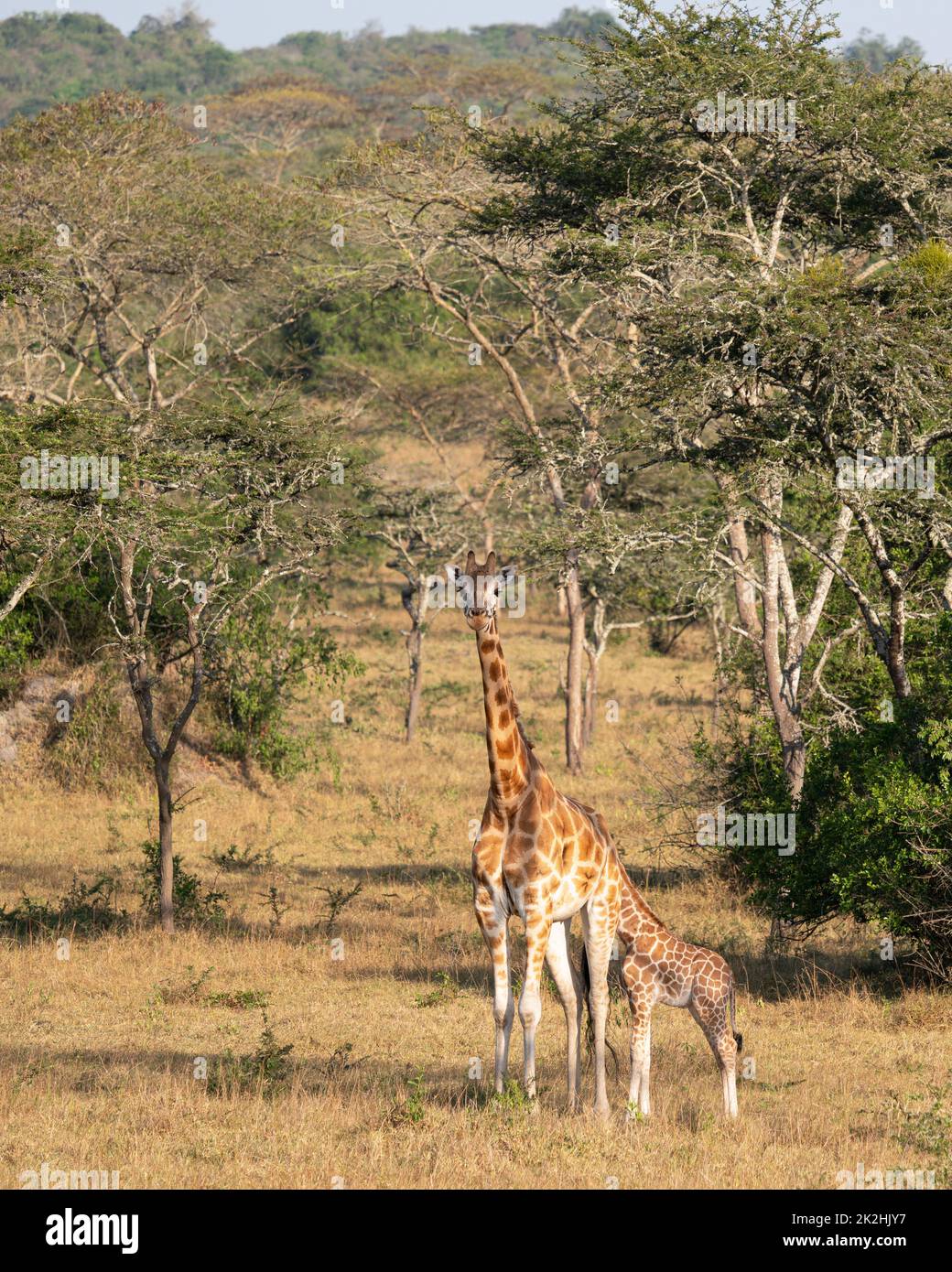 Savanna landscape ugandan giraffe hi-res stock photography and images ...