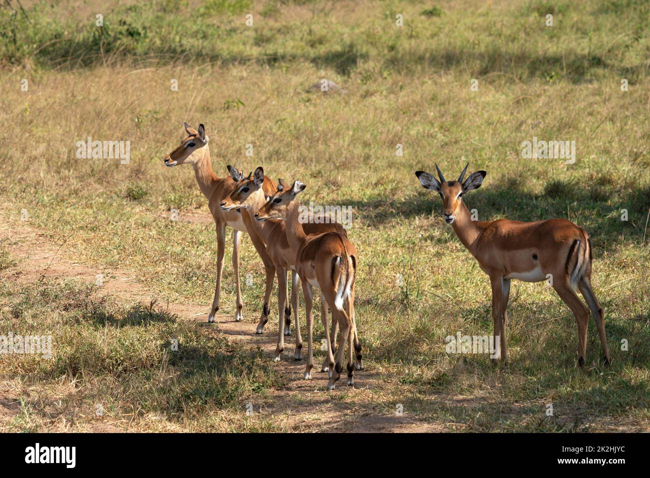 Uganda impala antelope hi-res stock photography and images - Alamy