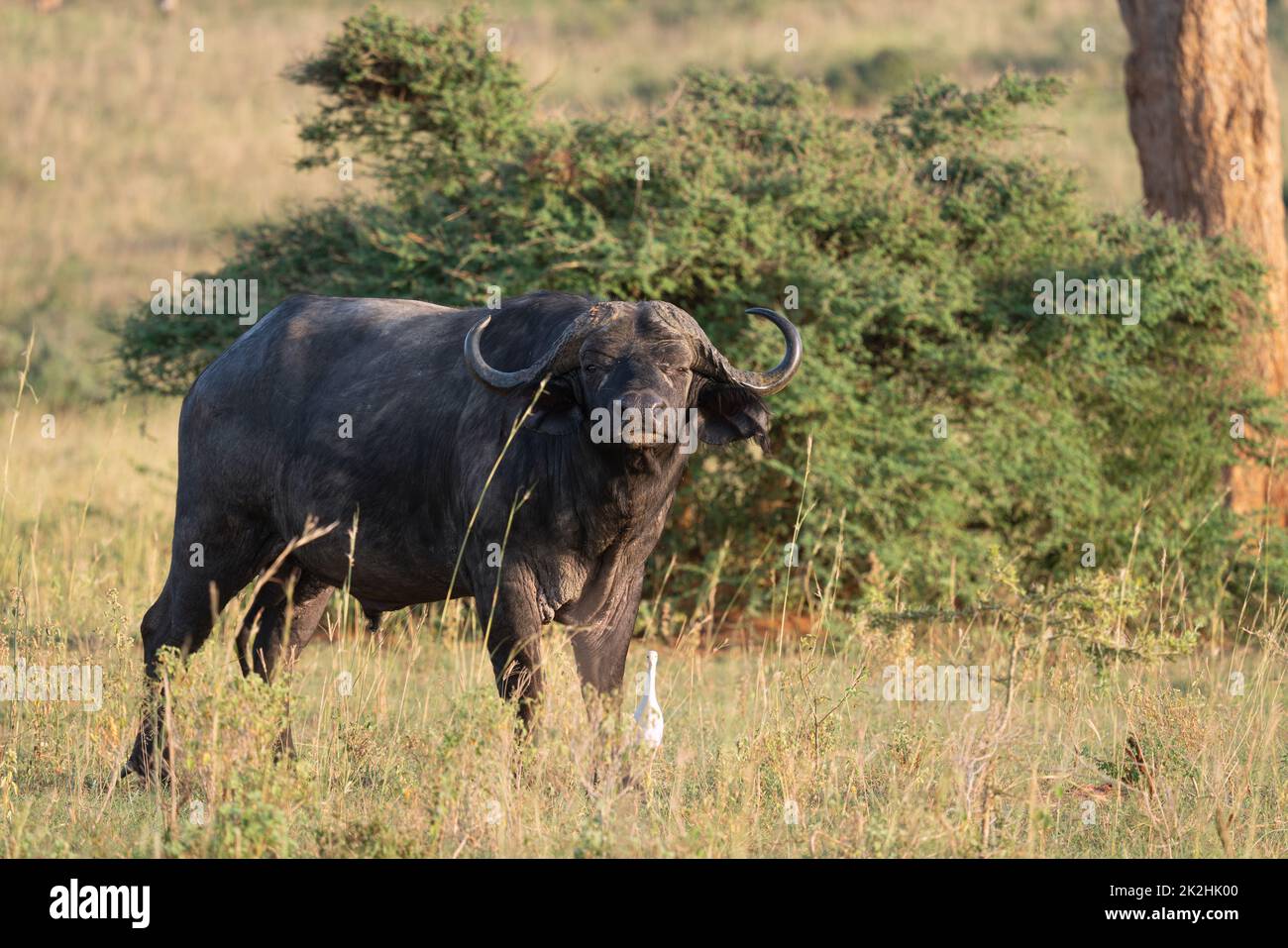 African buffalo, Syncerus caffer Stock Photo - Alamy