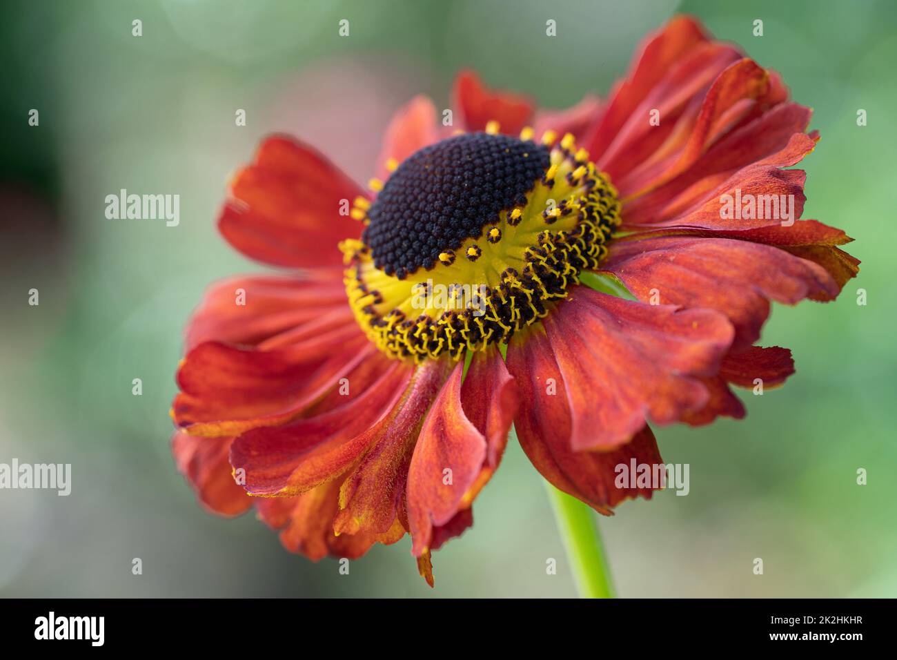 Helens Flower, Helenium Stock Photo - Alamy