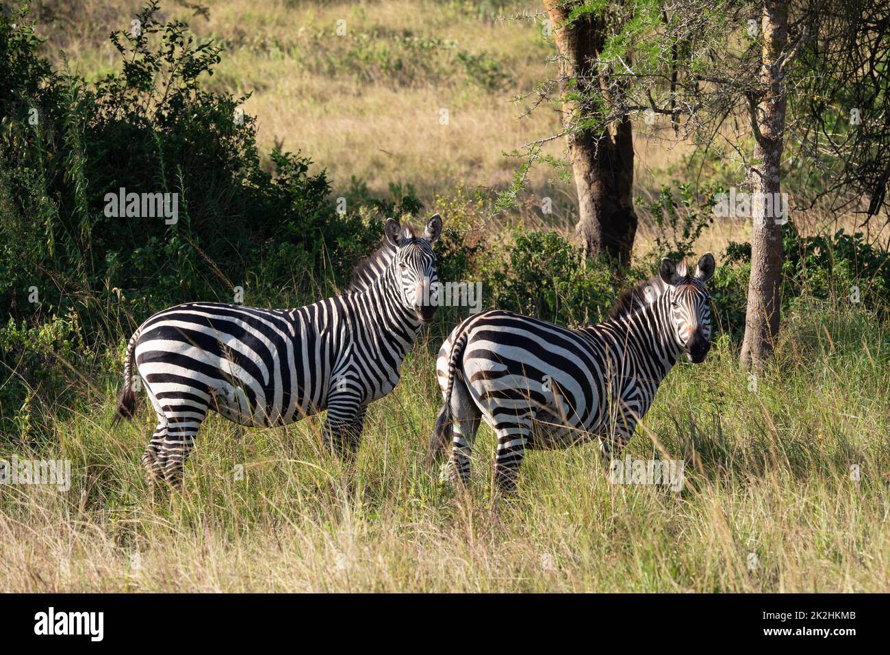 Plains zebra, Equus quagga Stock Photo - Alamy