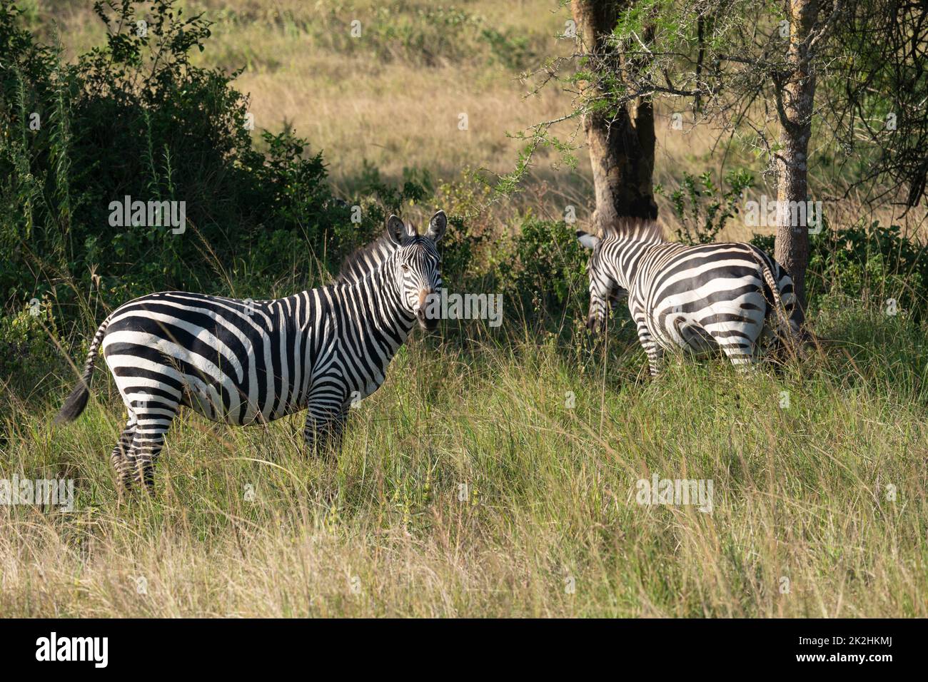Plains zebra, Equus quagga Stock Photo - Alamy
