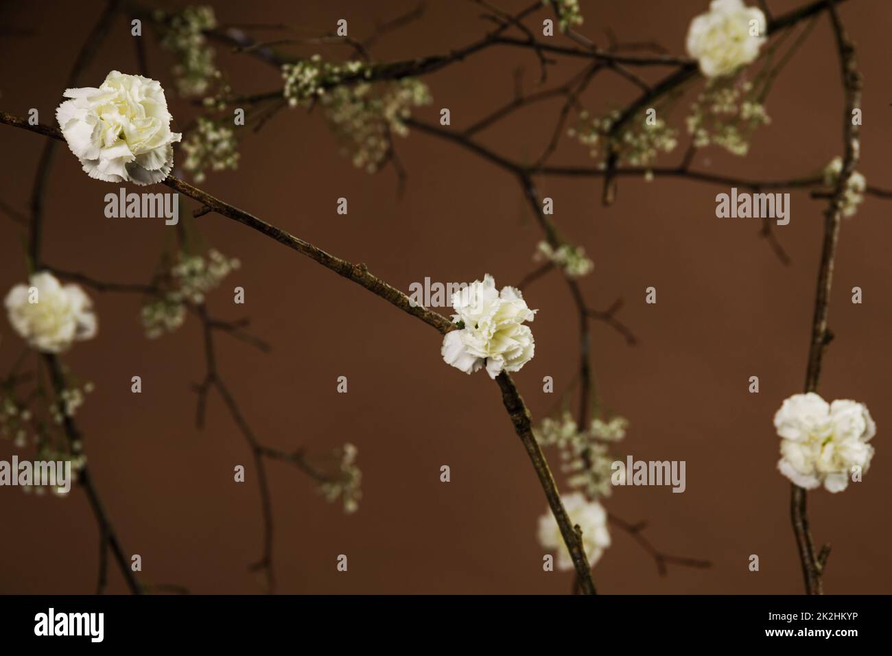 Small white flowers on tree branches Stock Photo - Alamy