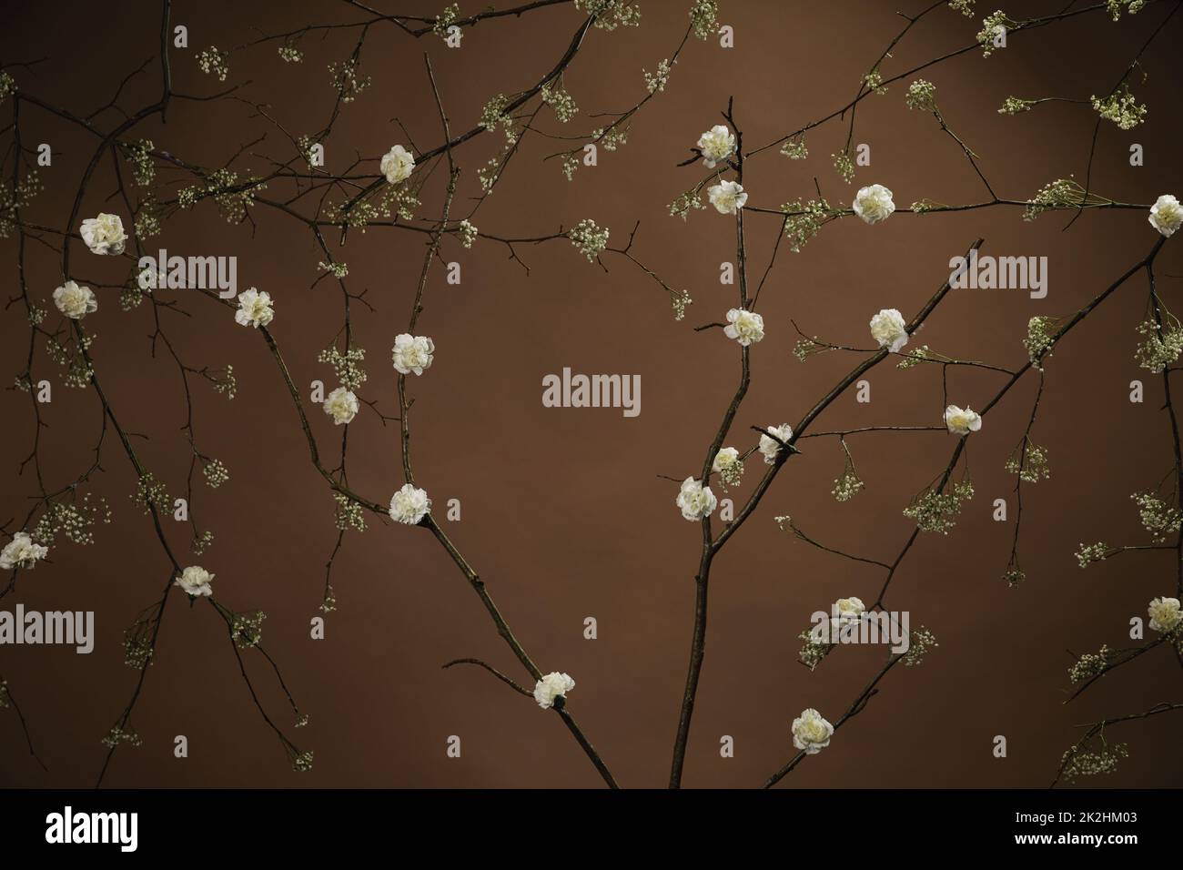 Small white flowers on tree branches Stock Photo - Alamy
