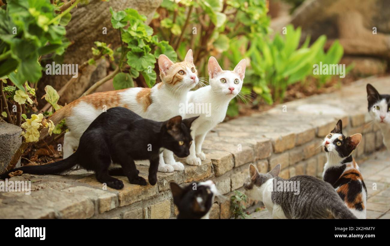 Group of stray cats hi-res stock photography and images - Alamy