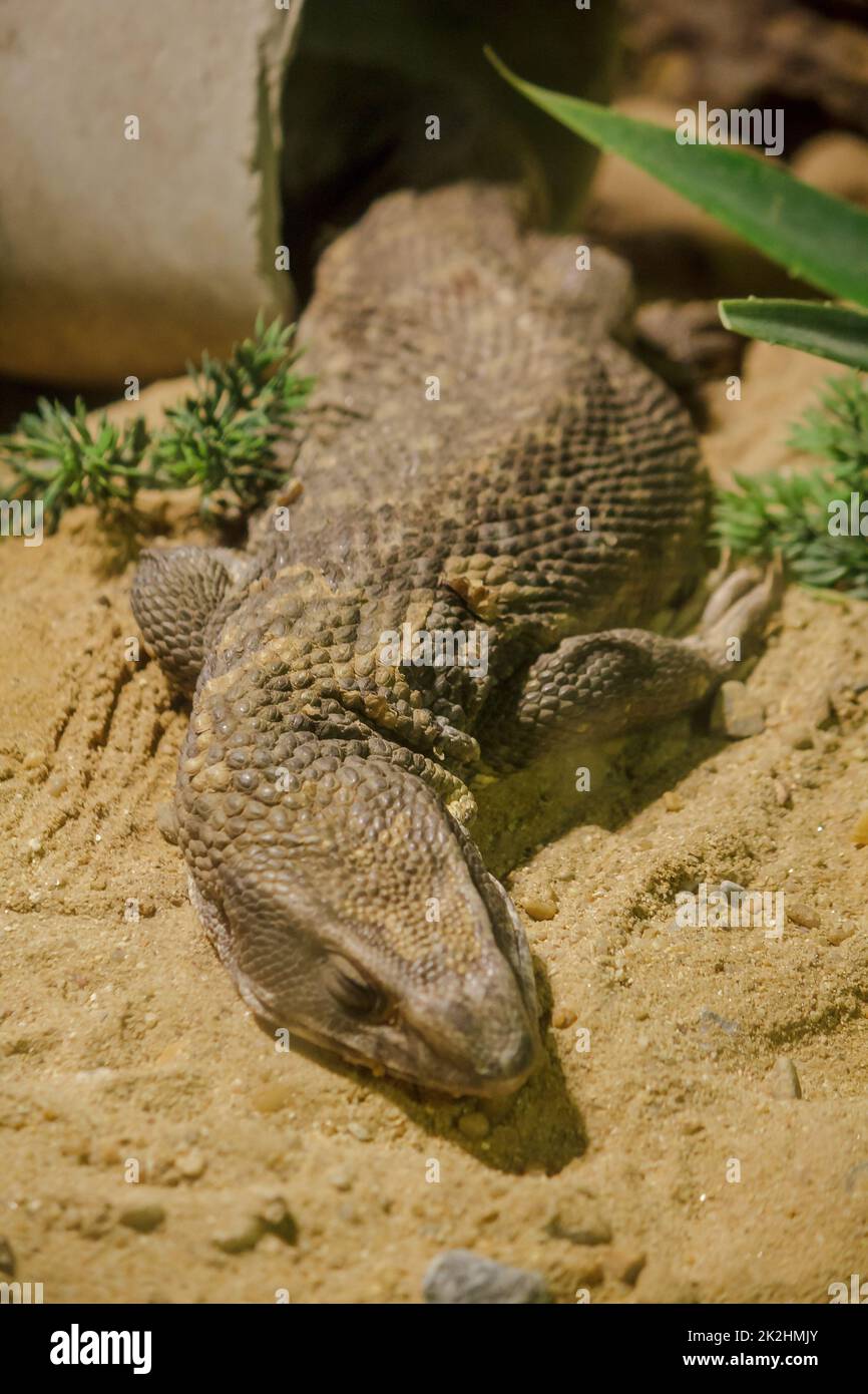 Savannah Monitor in the zoo's showcase At present, Savannah Monitor ...