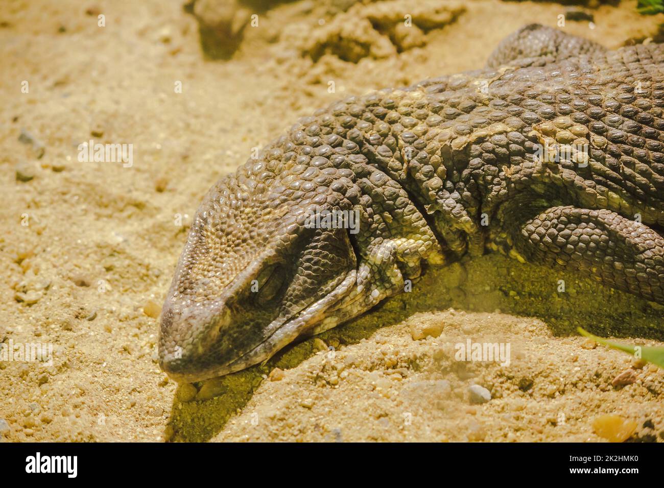 Savannah Monitor in the zoo's showcase At present, Savannah Monitor ...