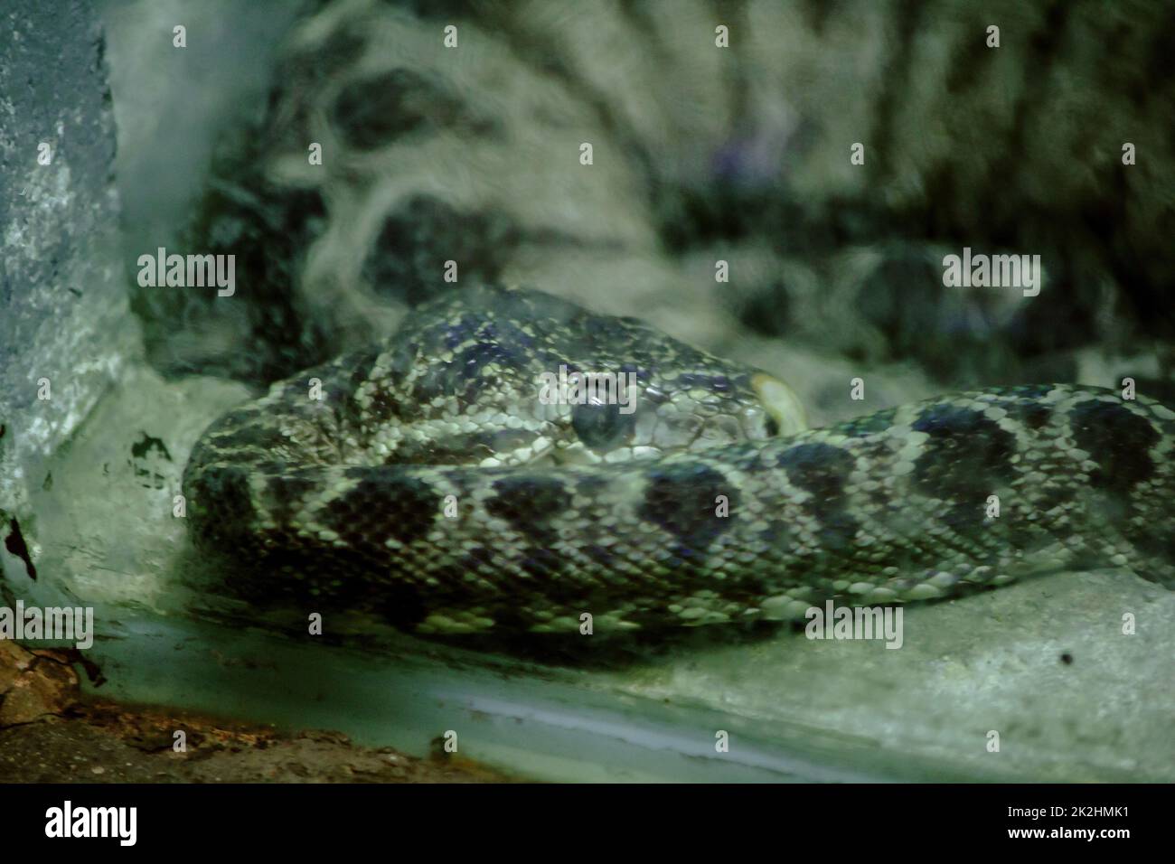 Non venomous hi-res stock photography and images - Alamy
