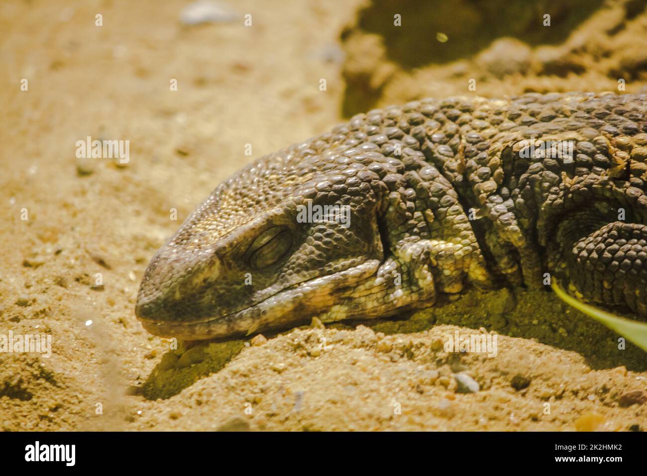 Savannah Monitor in the zoo's showcase At present, Savannah Monitor ...