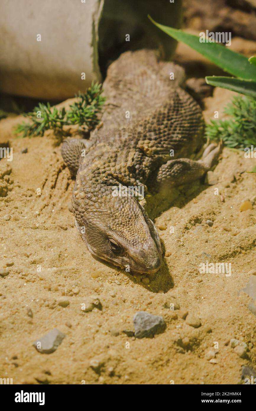 Savannah Monitor in the zoo's showcase At present, Savannah Monitor ...