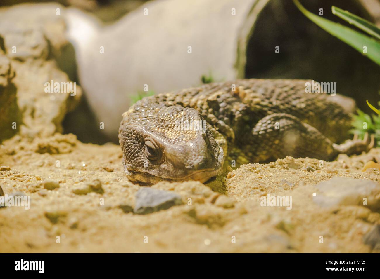 Savannah Monitor in the zoo's showcase At present, Savannah Monitor ...