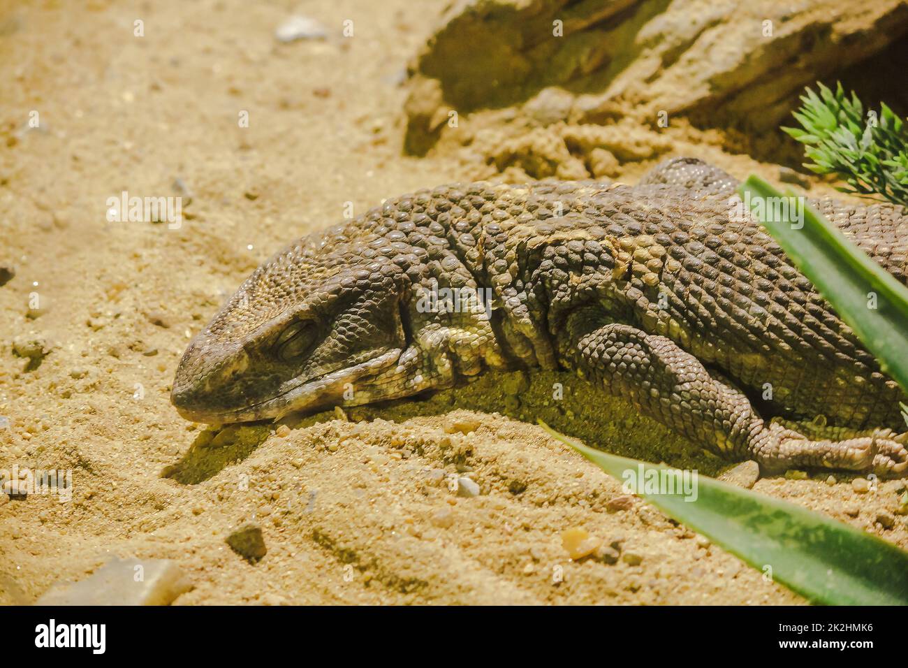 Savannah Monitor in the zoo's showcase At present, Savannah Monitor ...
