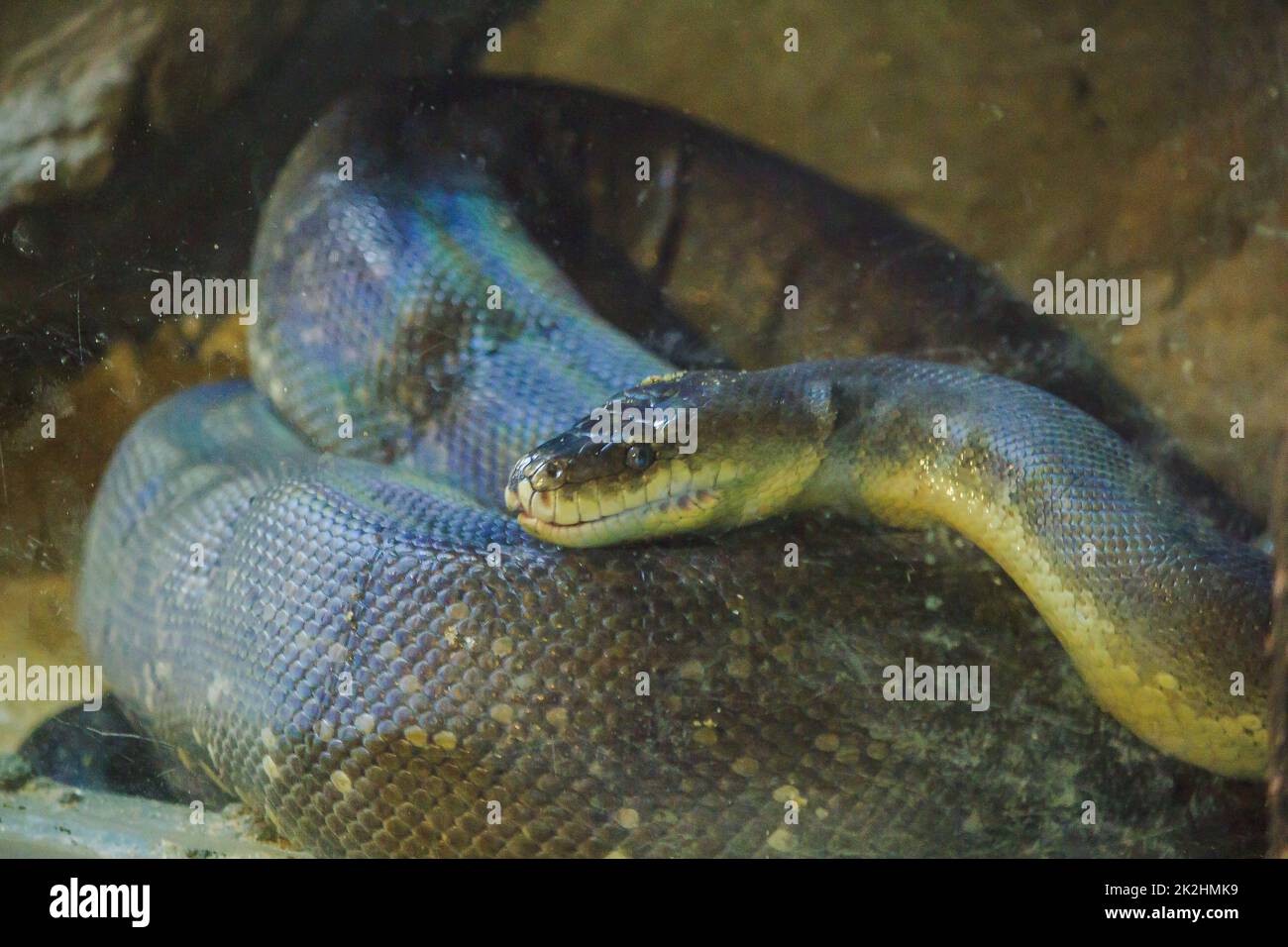 Python's eye reticulatus looks scary and is the world's longest snake ...