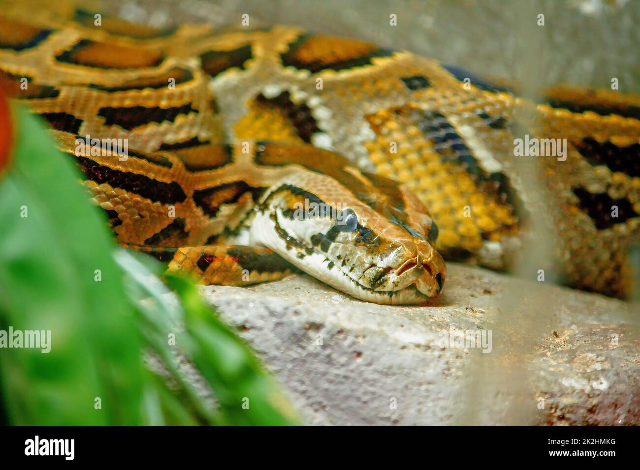 Python's eye reticulatus looks scary and is the world's longest snake ...