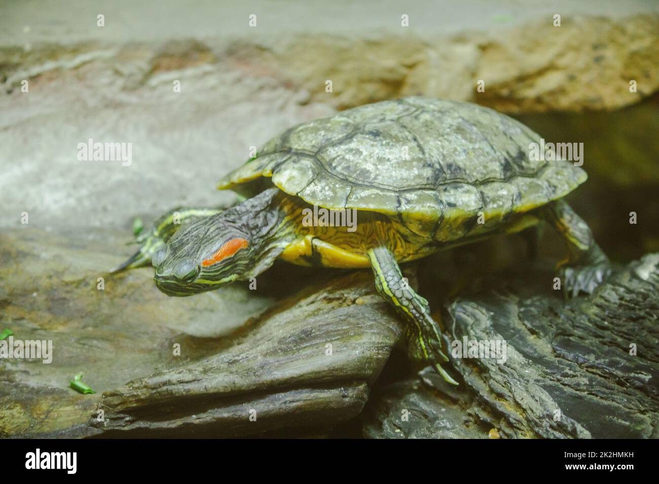 Trachemys scripta is on a rock A freshwater turtle is native to North ...
