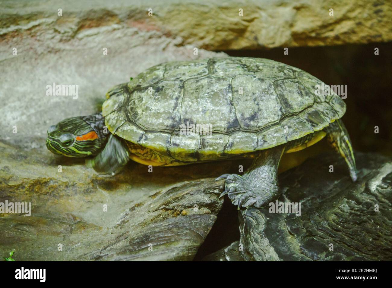 Fauna native of north america hi-res stock photography and images - Alamy