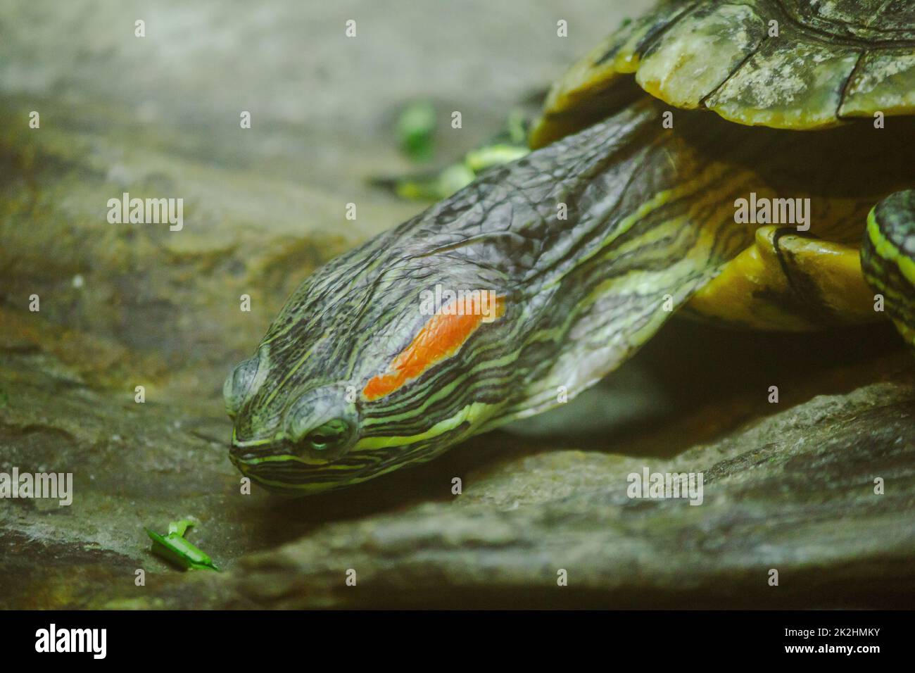 Trachemys scripta is on a rock A freshwater turtle is native to North ...