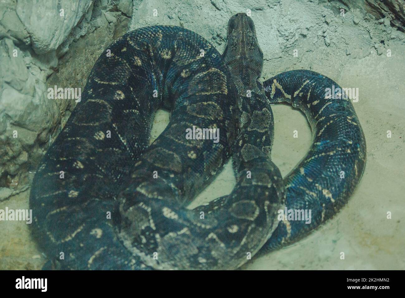 Beautiful snake hi-res stock photography and images - Alamy