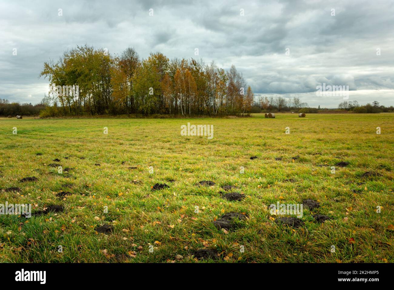 Meadow and grove with trees on an autumn day Stock Photo - Alamy