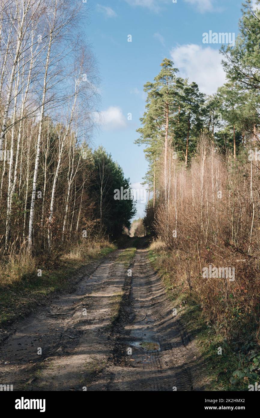 ground path through forest Stock Photo - Alamy