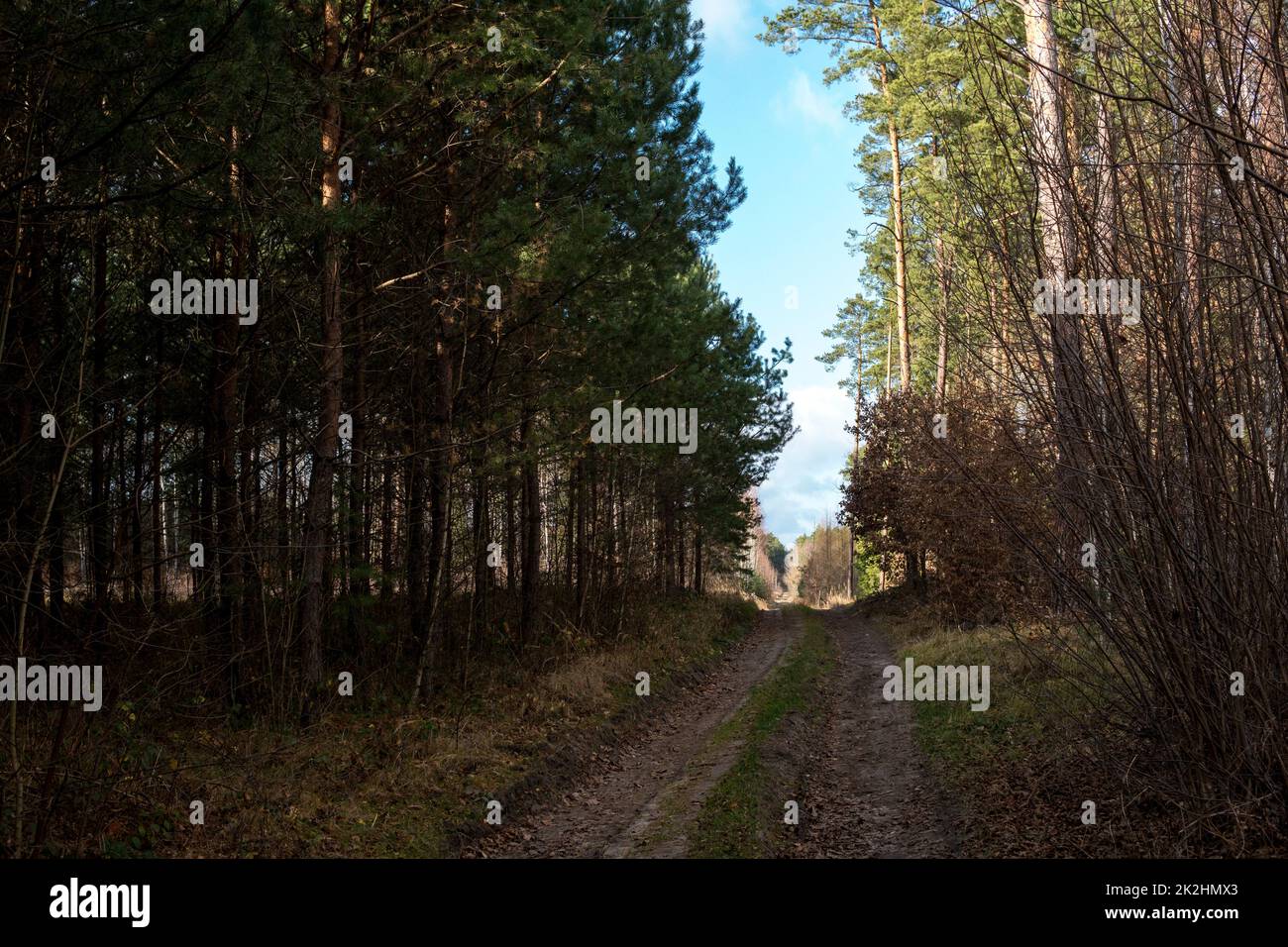 ground path through forest Stock Photo - Alamy
