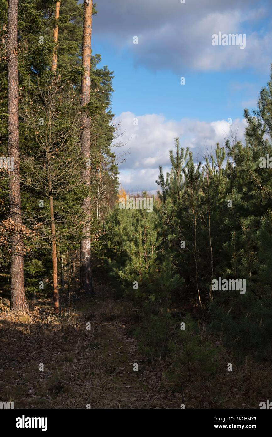 ground path through forest Stock Photo - Alamy