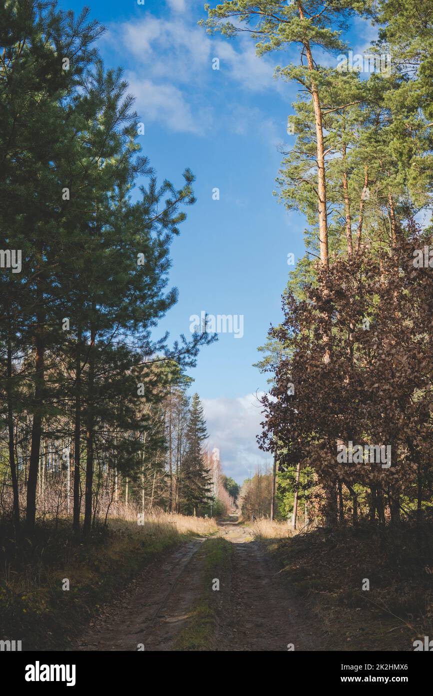 ground path through forest Stock Photo - Alamy