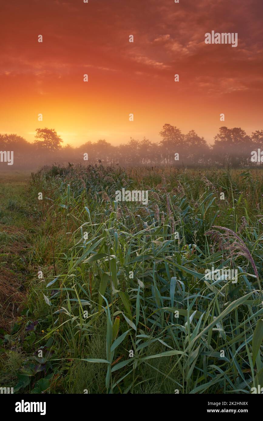 Misty morning on the farm. A misty morning sunrise over a tranquil farm ...