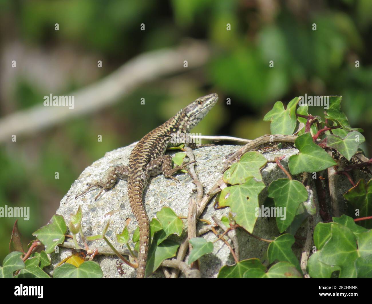 reptile lizard animal camouflage motionless predatory observation Stock ...