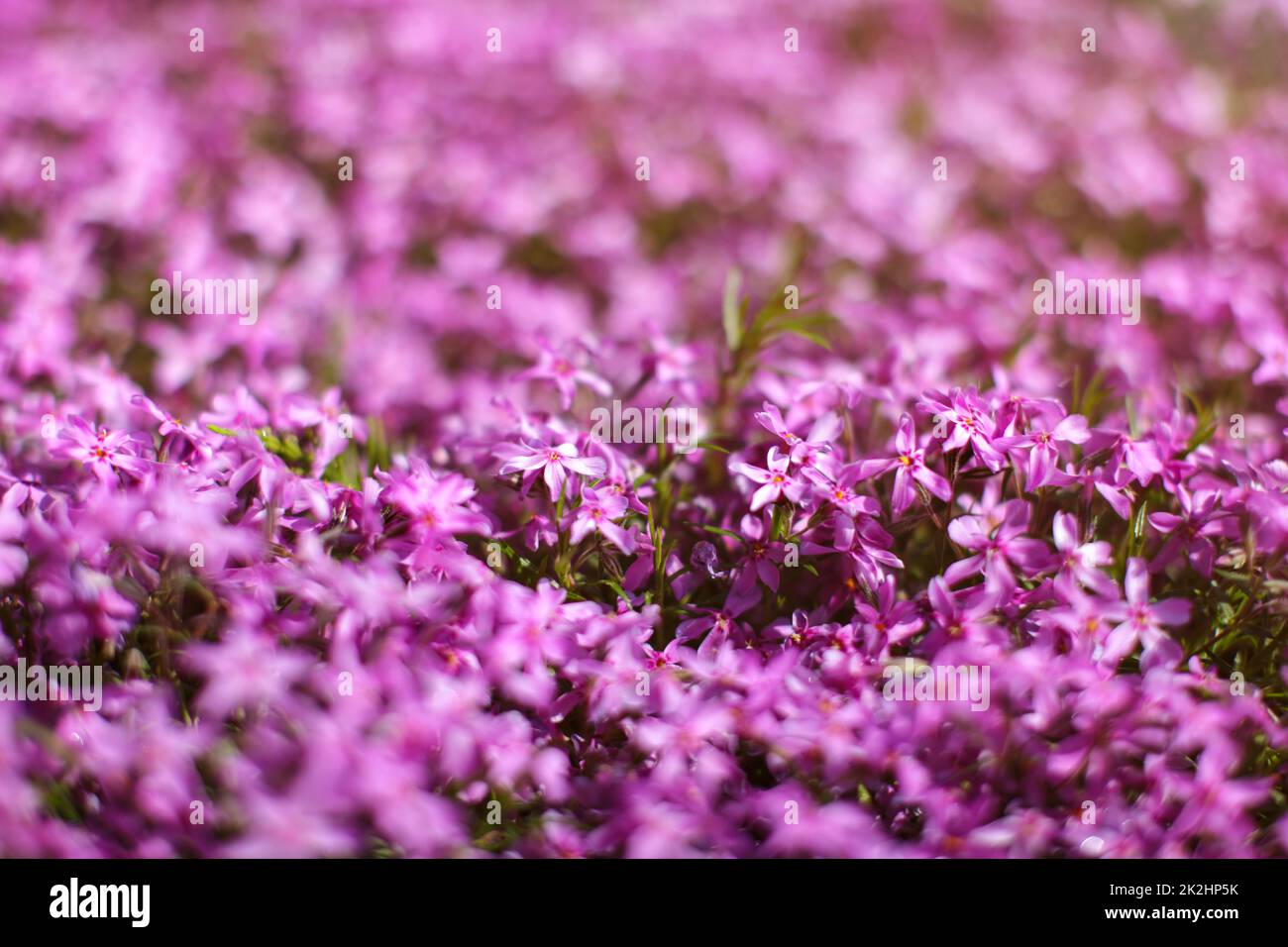 Shallow depth of field photo, only few flowers in focus, pink phlox ...