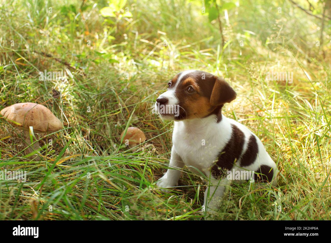 Rough jack russell terrier hi-res stock photography and images - Alamy