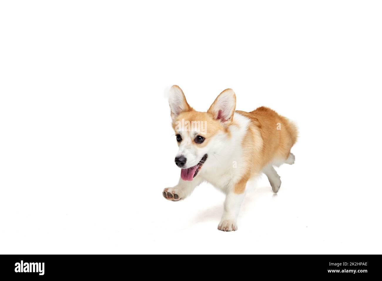 Cute Welsh corgi dog running isolated on white studio background. Happy ...
