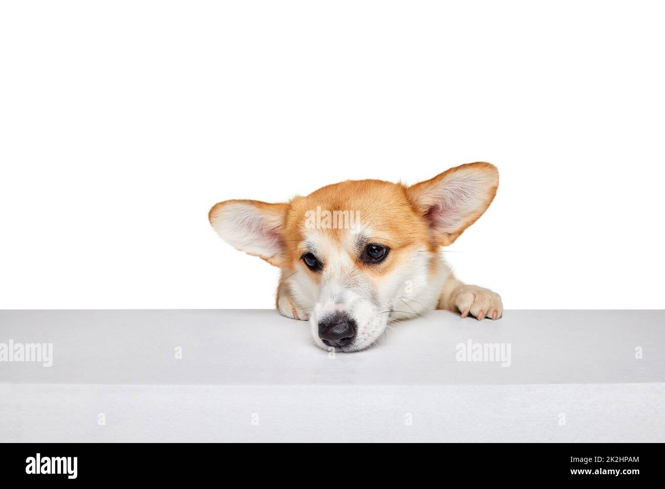 Waiting. Beautiful white brown Welsh corgi dog isolated on white studio ...