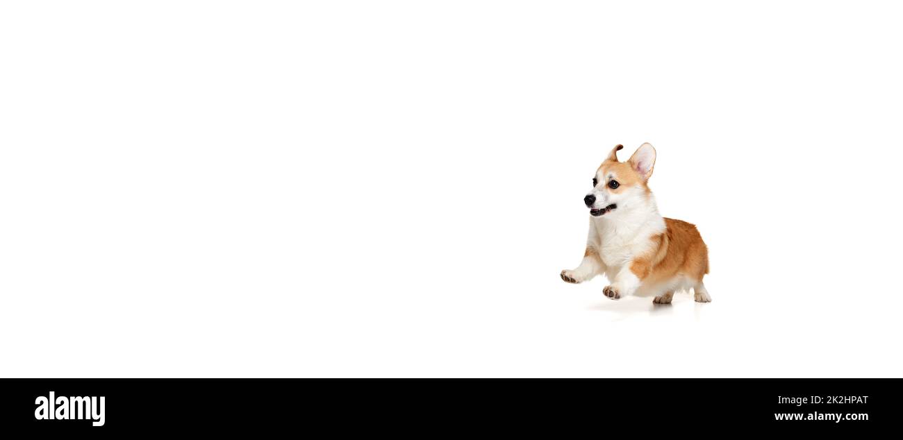 Beautiful white brown Welsh corgi dog running isolated on white studio ...