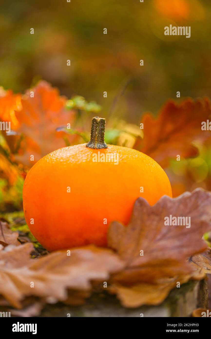 Autumn time. pumpkin with brown oak leaves on a stump on a forest ...