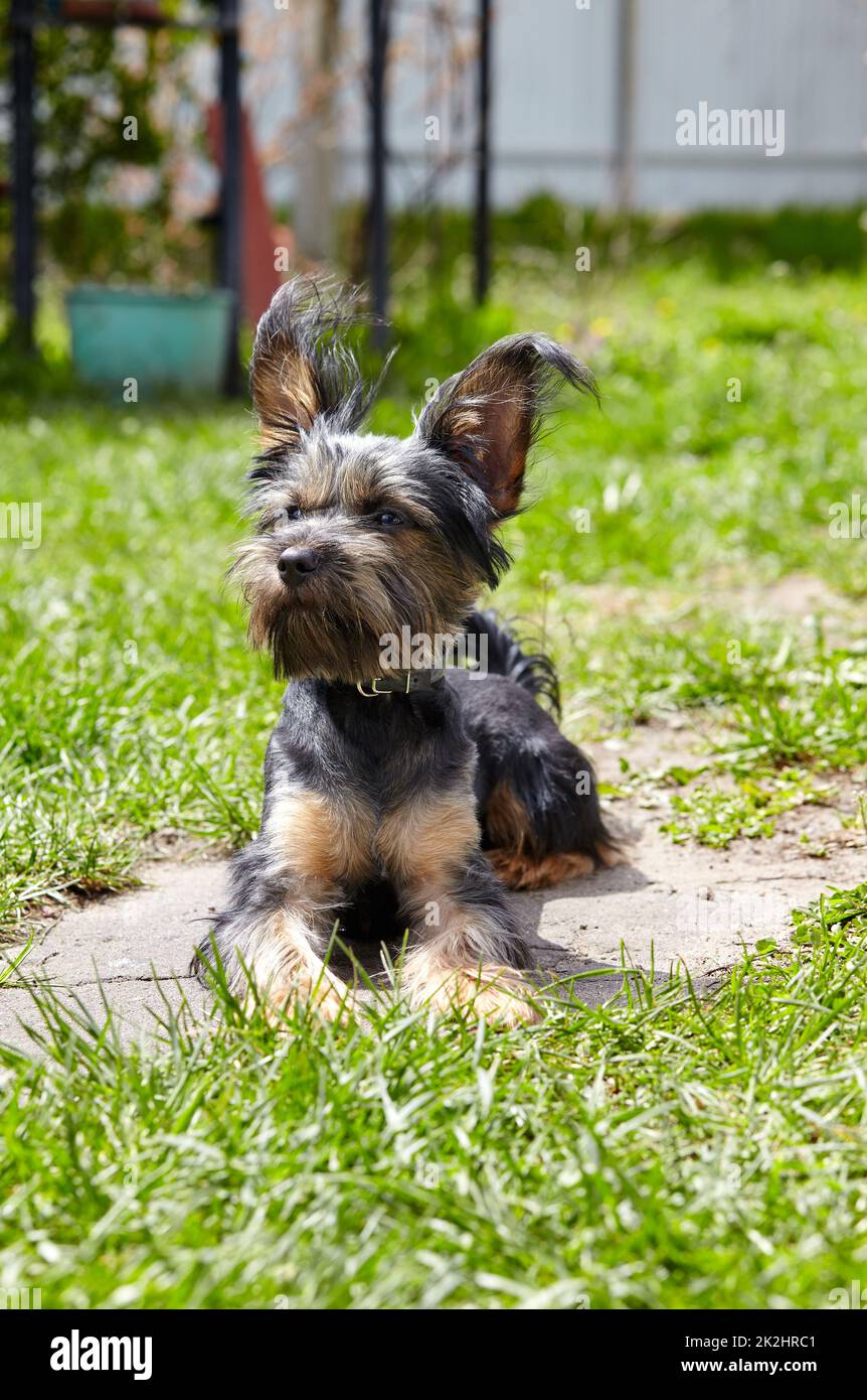 Nice dog hi-res stock photography and images - Alamy