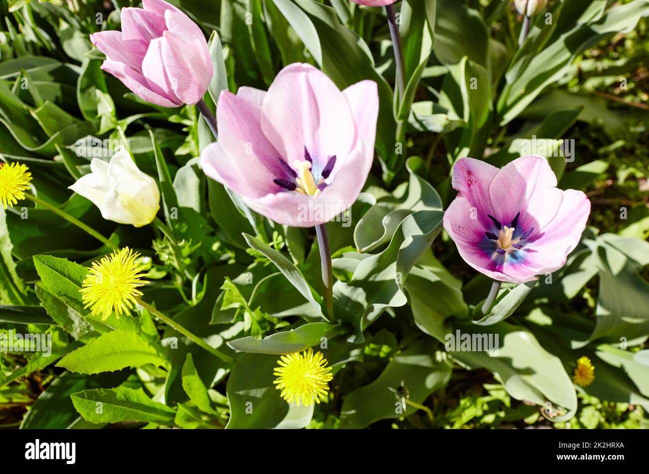 Beautiful tulip flowers blooming in a garden. Beauty tulip plant in the ...