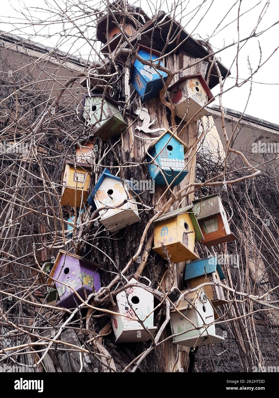 Bird houses on an old tree close-up Stock Photo - Alamy