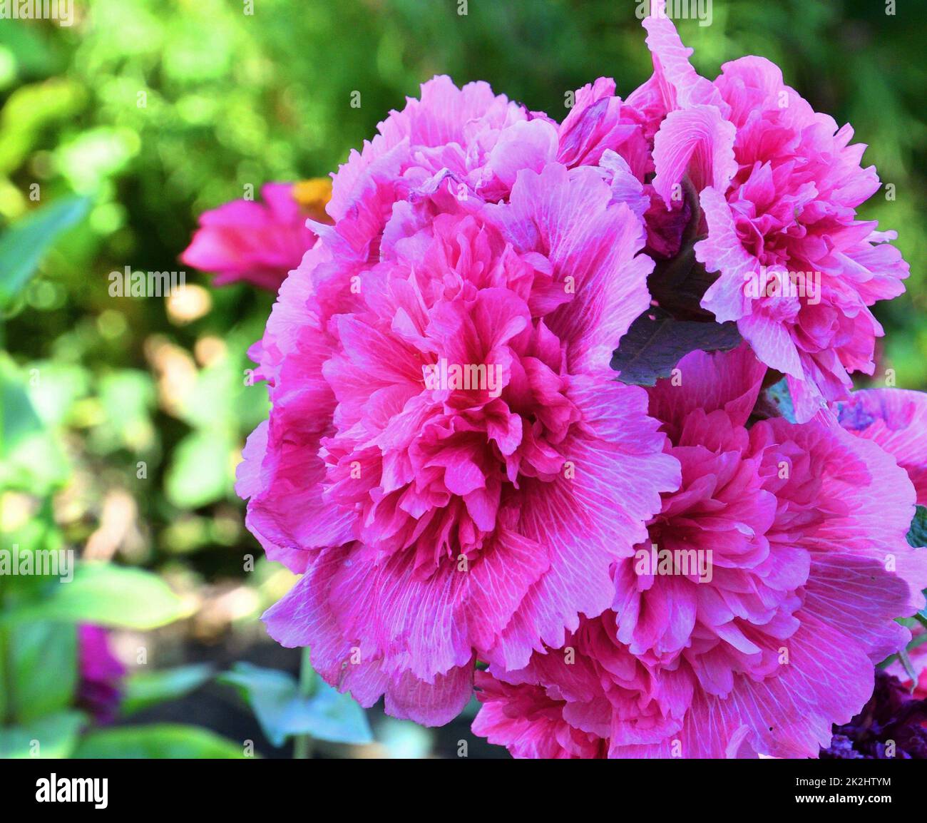 Terry flower Stock rose (Lat. Alcea rosea) or mallow of pale pink color ...