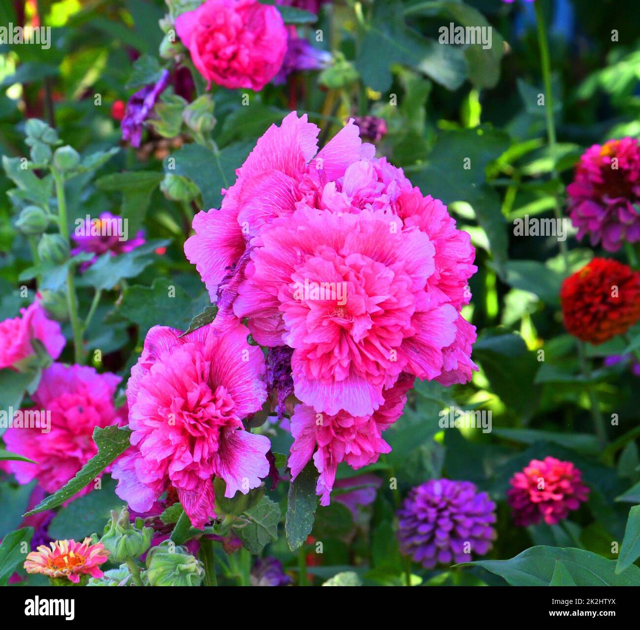 Terry flower Stock rose (Lat. Alcea rosea) or mallow of pale pink color ...