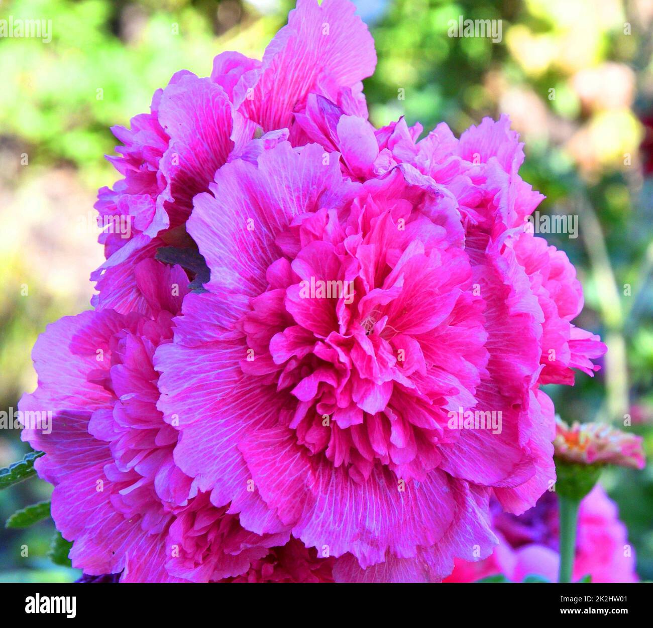 Terry flower Stock rose (Lat. Alcea rosea) or mallow of pale pink color ...