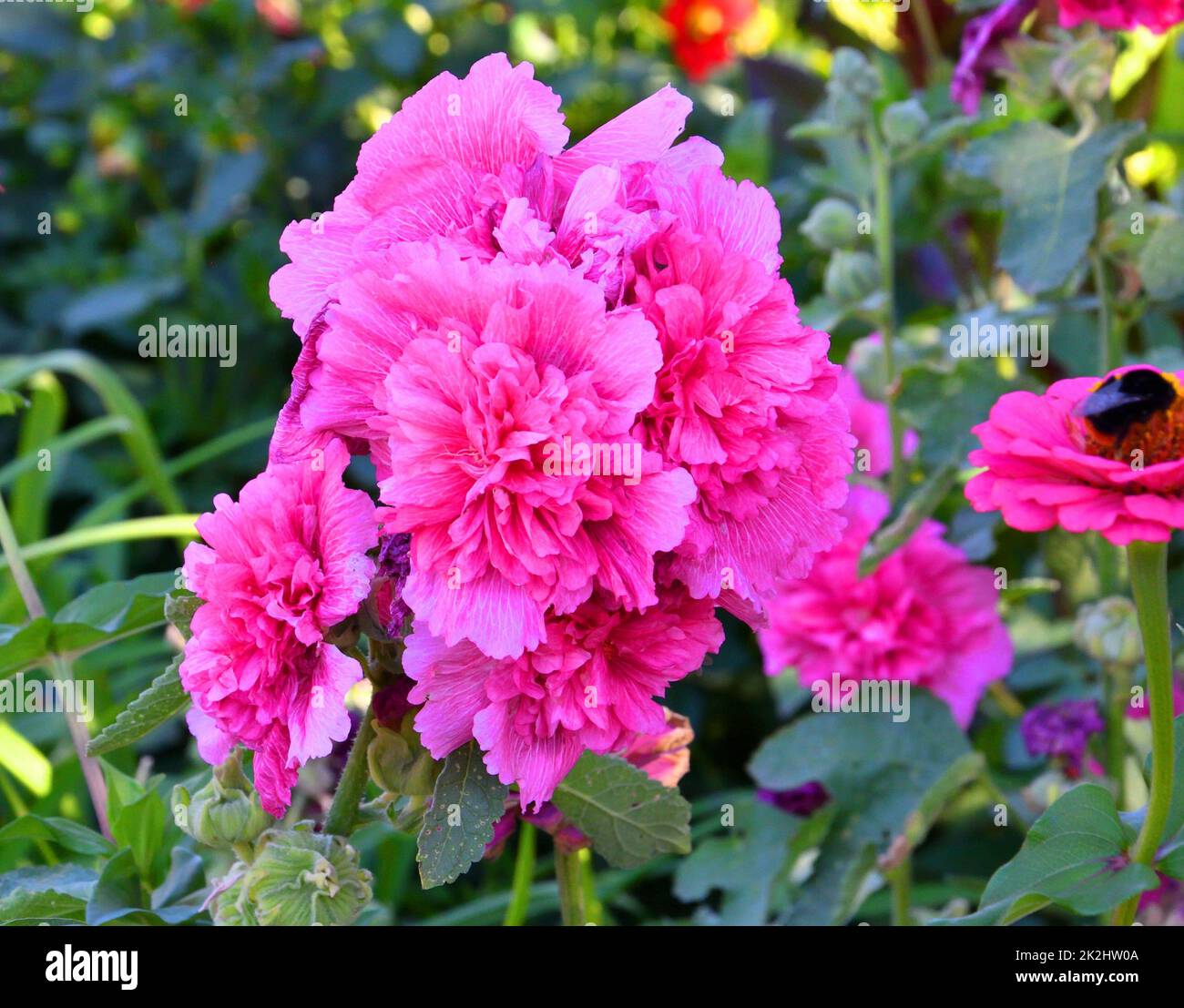 Terry flower Stock rose (Lat. Alcea rosea) or mallow of pale pink color ...