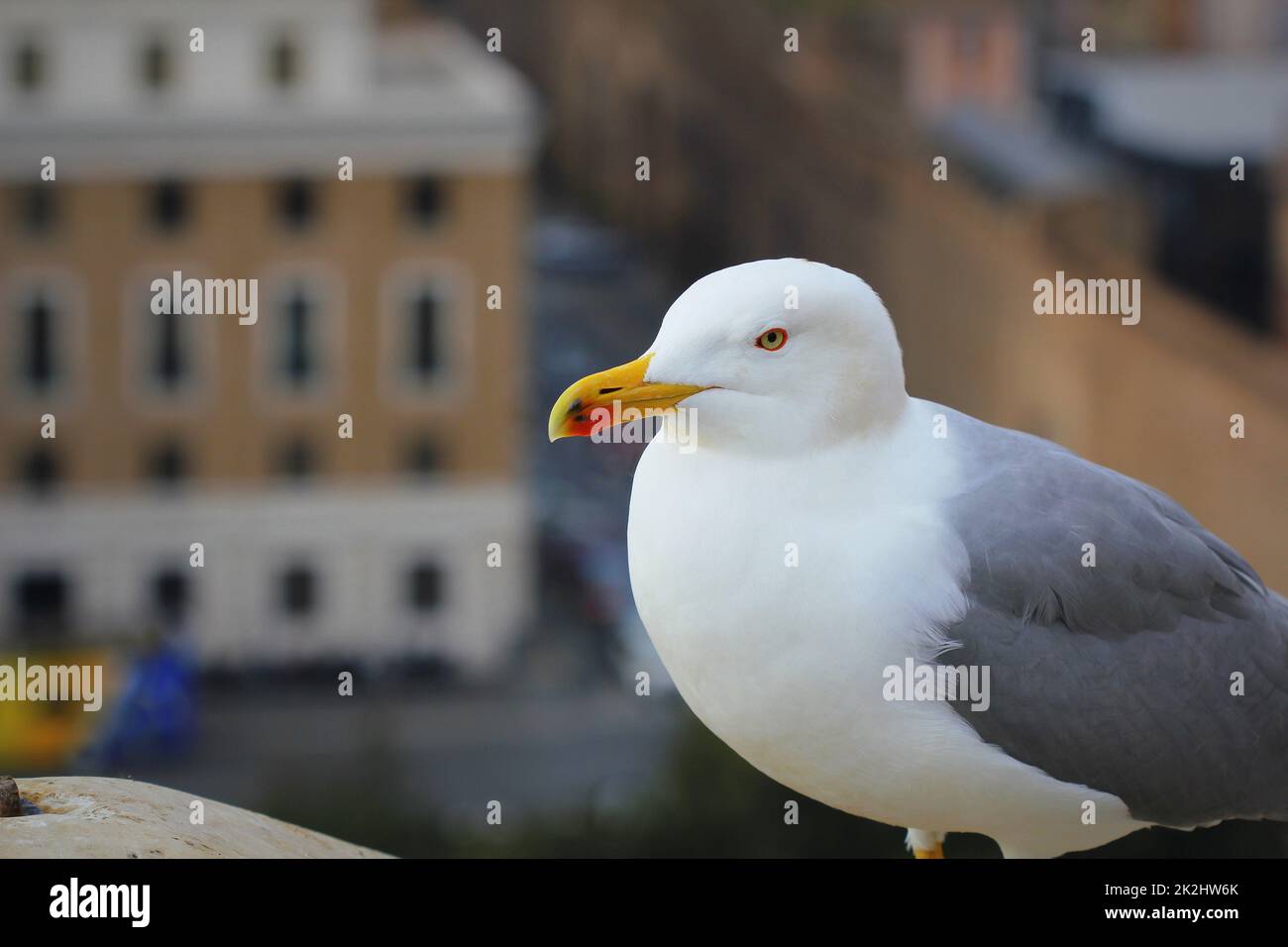 A white seagull on a stone surface looks around Stock Photo - Alamy