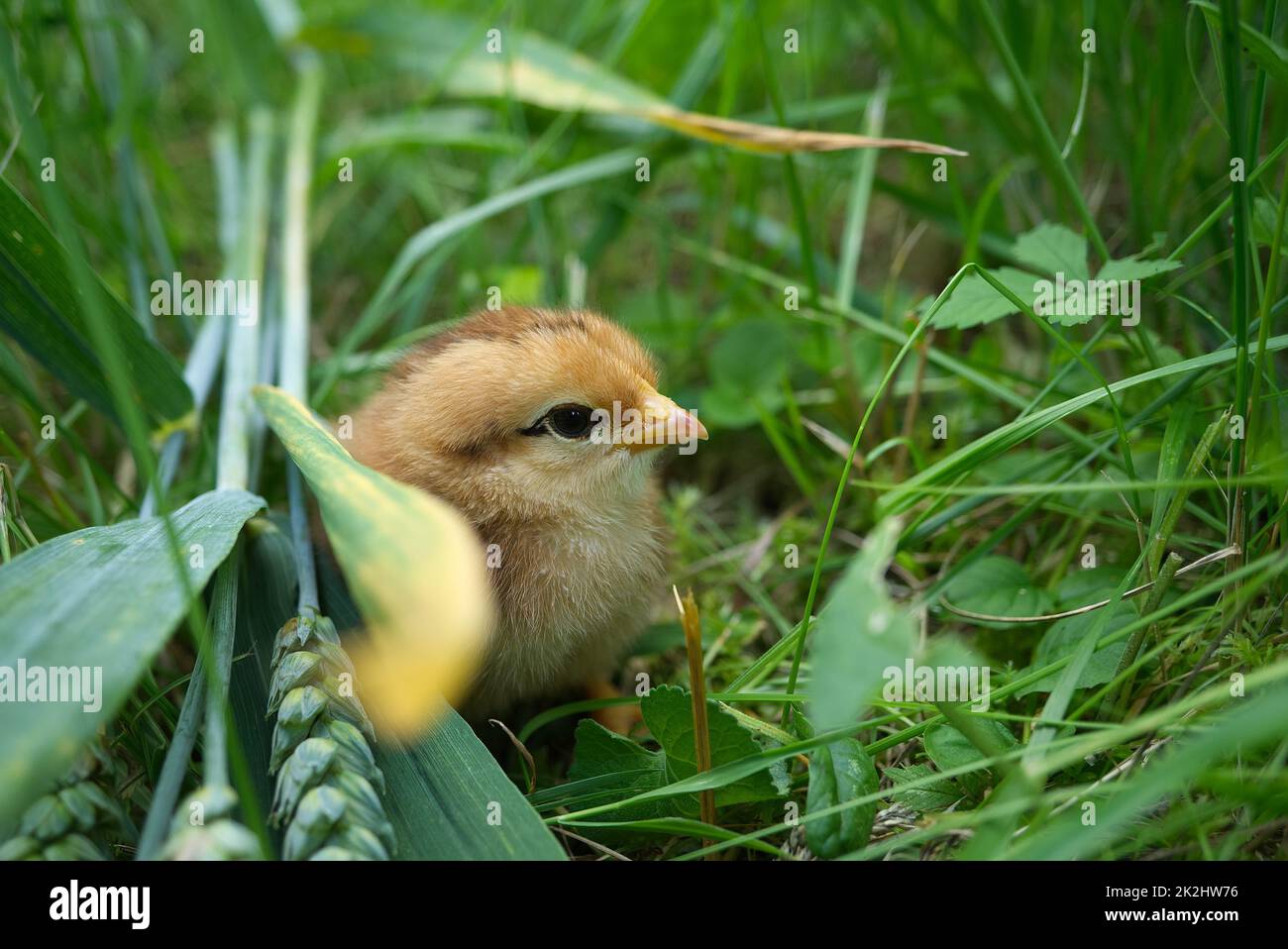 Young greenery hi-res stock photography and images - Alamy