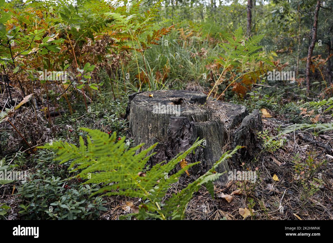 Tree stump in a bright forest. Tree stump after deforestation Stock ...